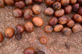 Agroecology: Reorienting agriculture in Sub-Saharan Africa - Planet Forward
