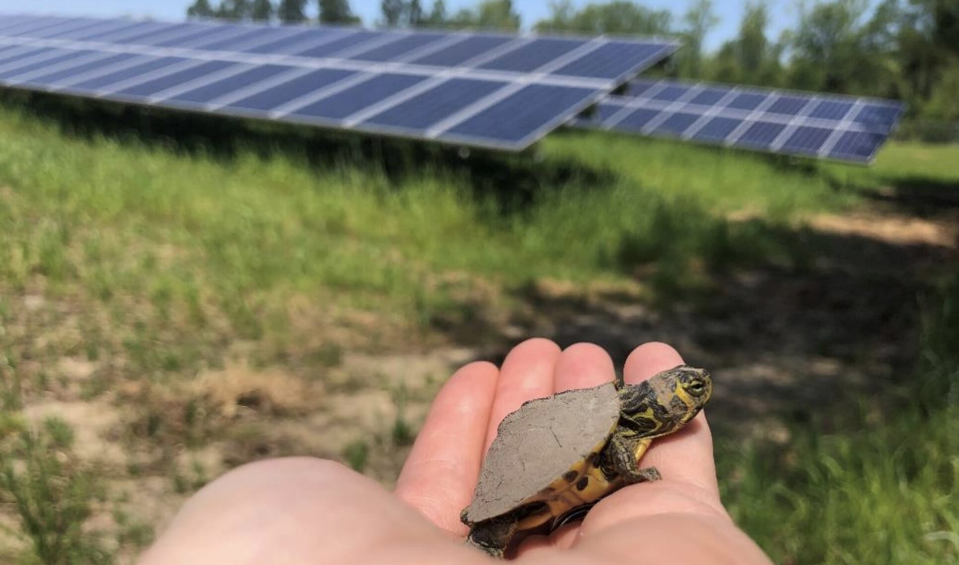 Wildlife-friendly solar - Planet Forward