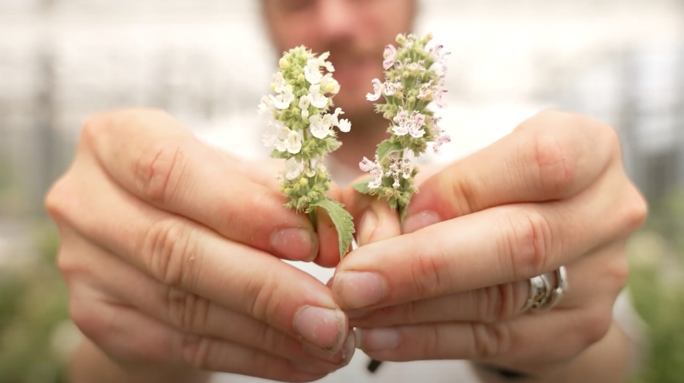 Biting back: The life saving potential of catnip - Planet Forward