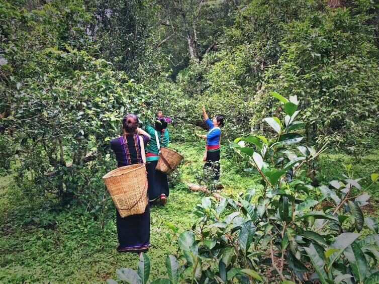 Traditional Blang sustainable food practices at Jingmai Mountain