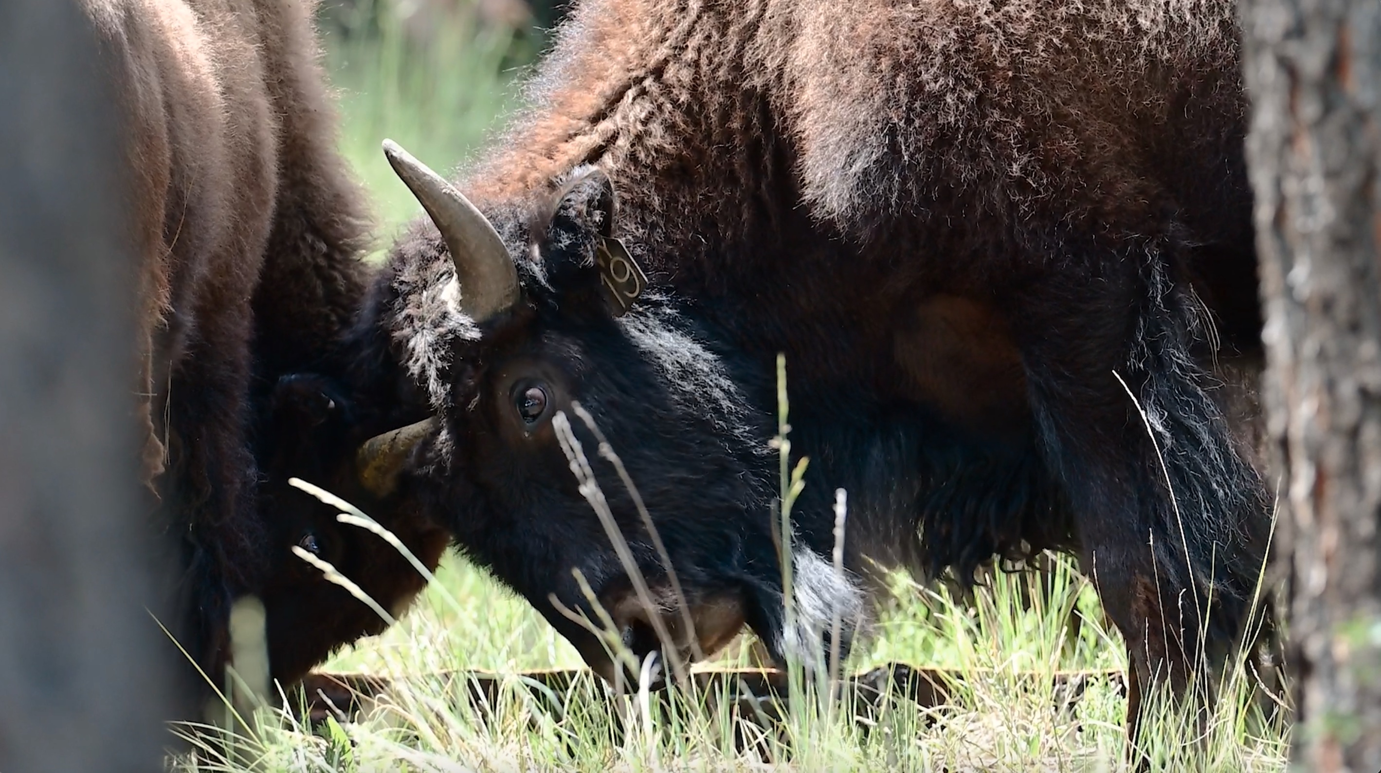 Wild Vermejo | Bison management on America's largest private property ...