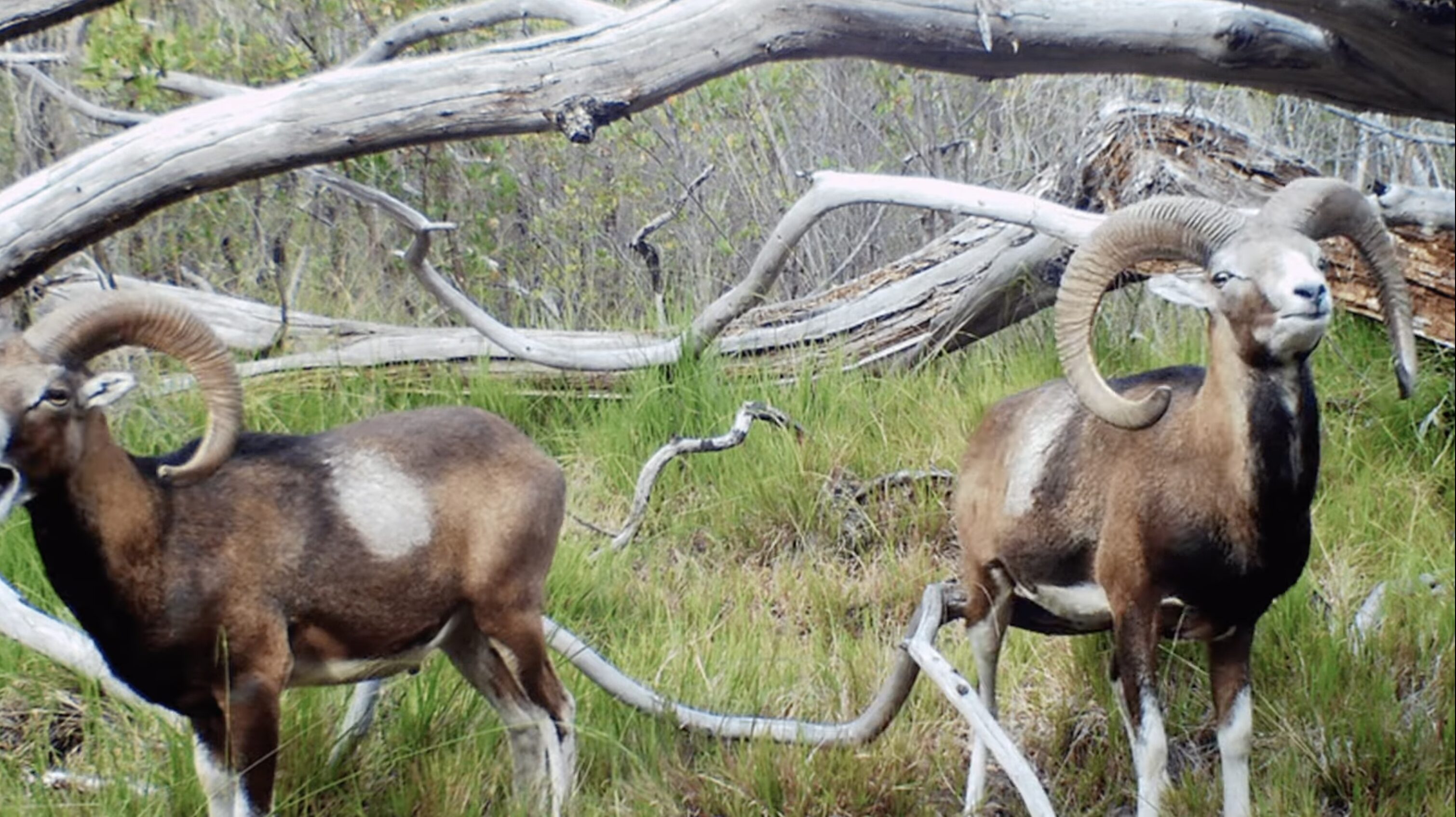 Impacts of wild ungulates in Hawai'i: Through the lens of camera traps